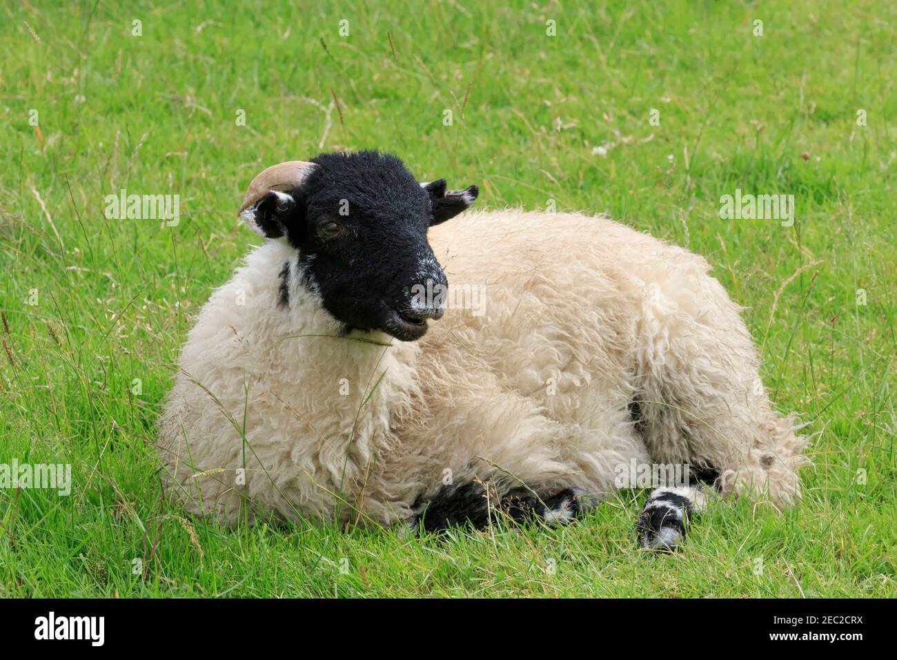 Swaledale lamb in the Lake District, Cumbria Getty Stock Photo - Alamy