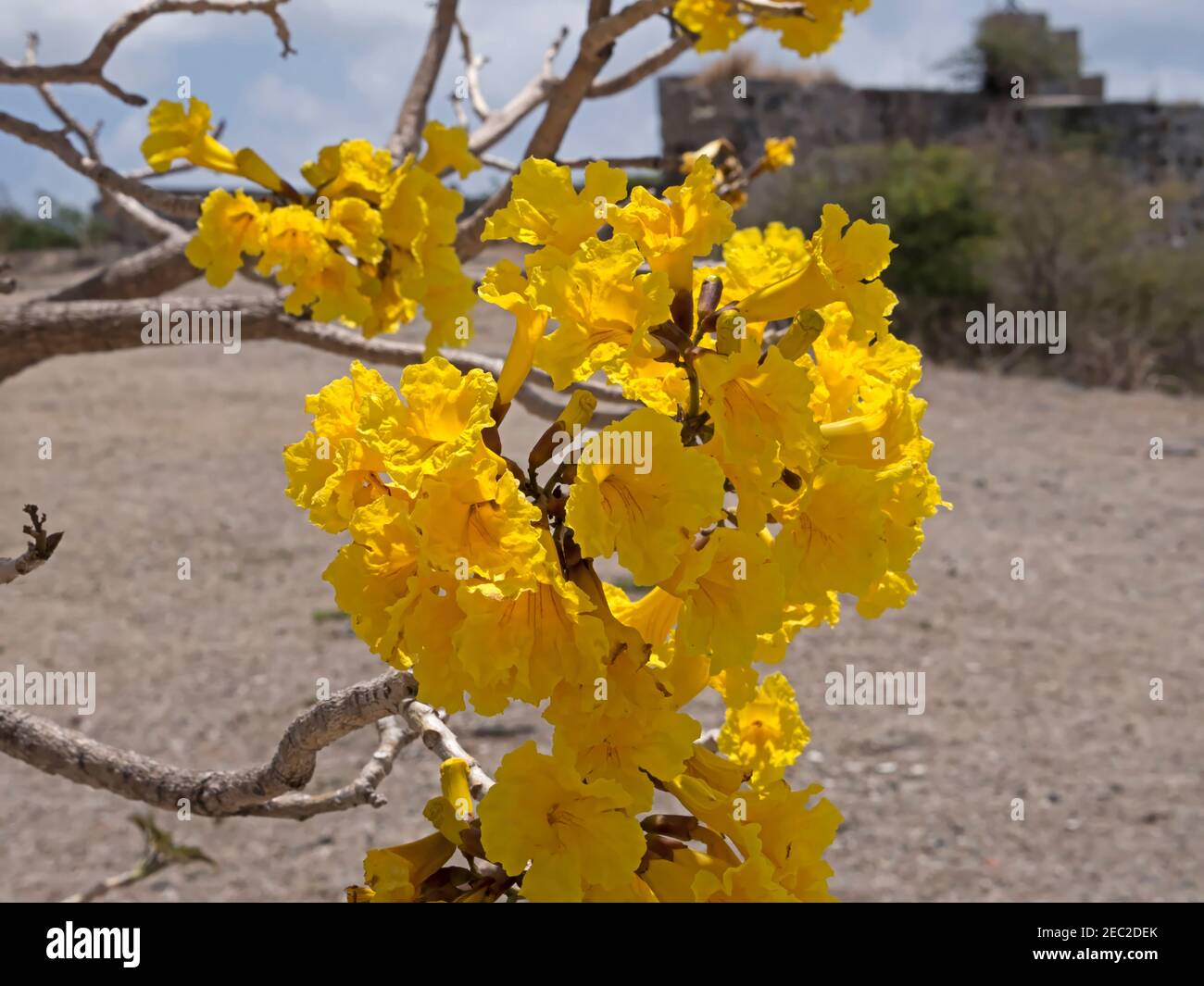 Trumpet tree hi-res stock photography and images - Alamy
