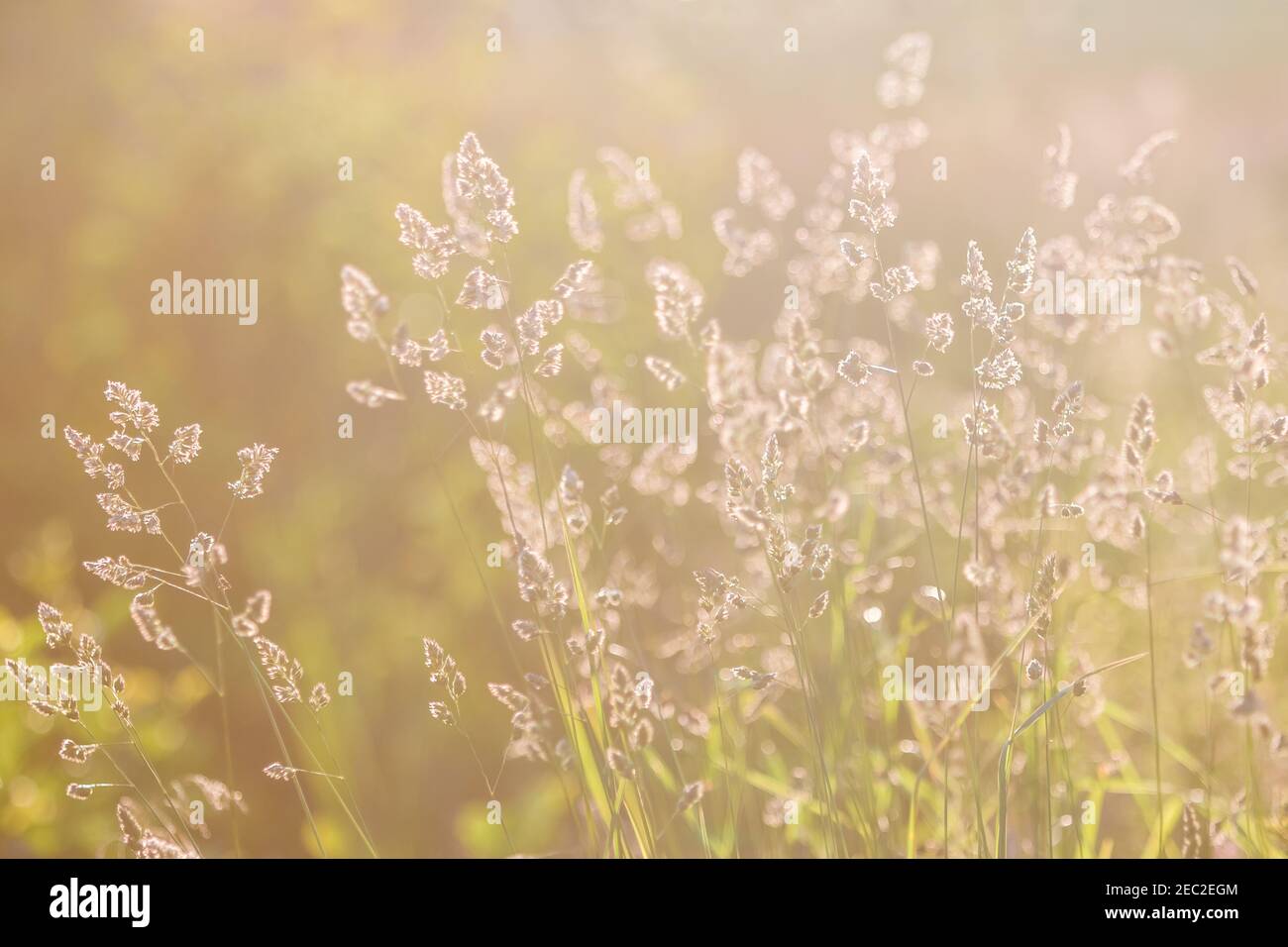 Beautiful meadow flowers with soft focus. Nature background with grass ...