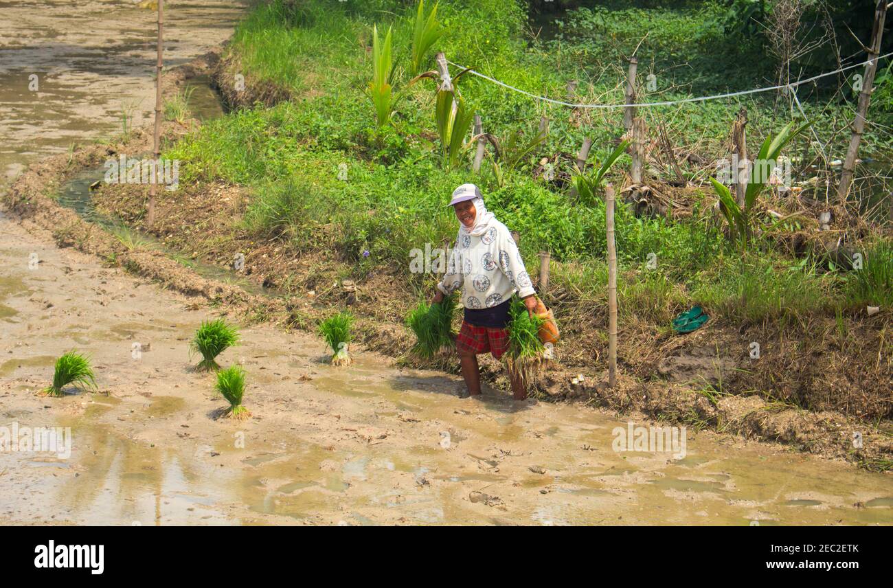 Planting rice in the philippines hi-res stock photography and images ...