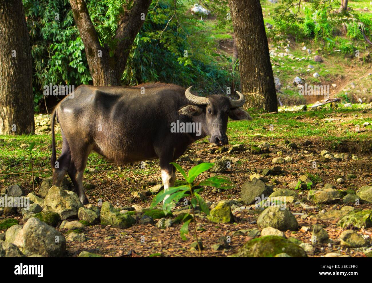Carabao philippines hi-res stock photography and images - Alamy