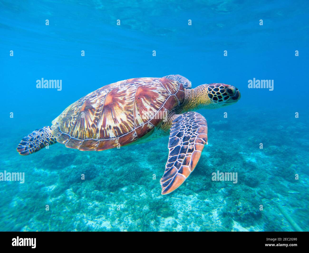 Green sea turtle in sea water. Cute sea turtle closeup. Marine species ...