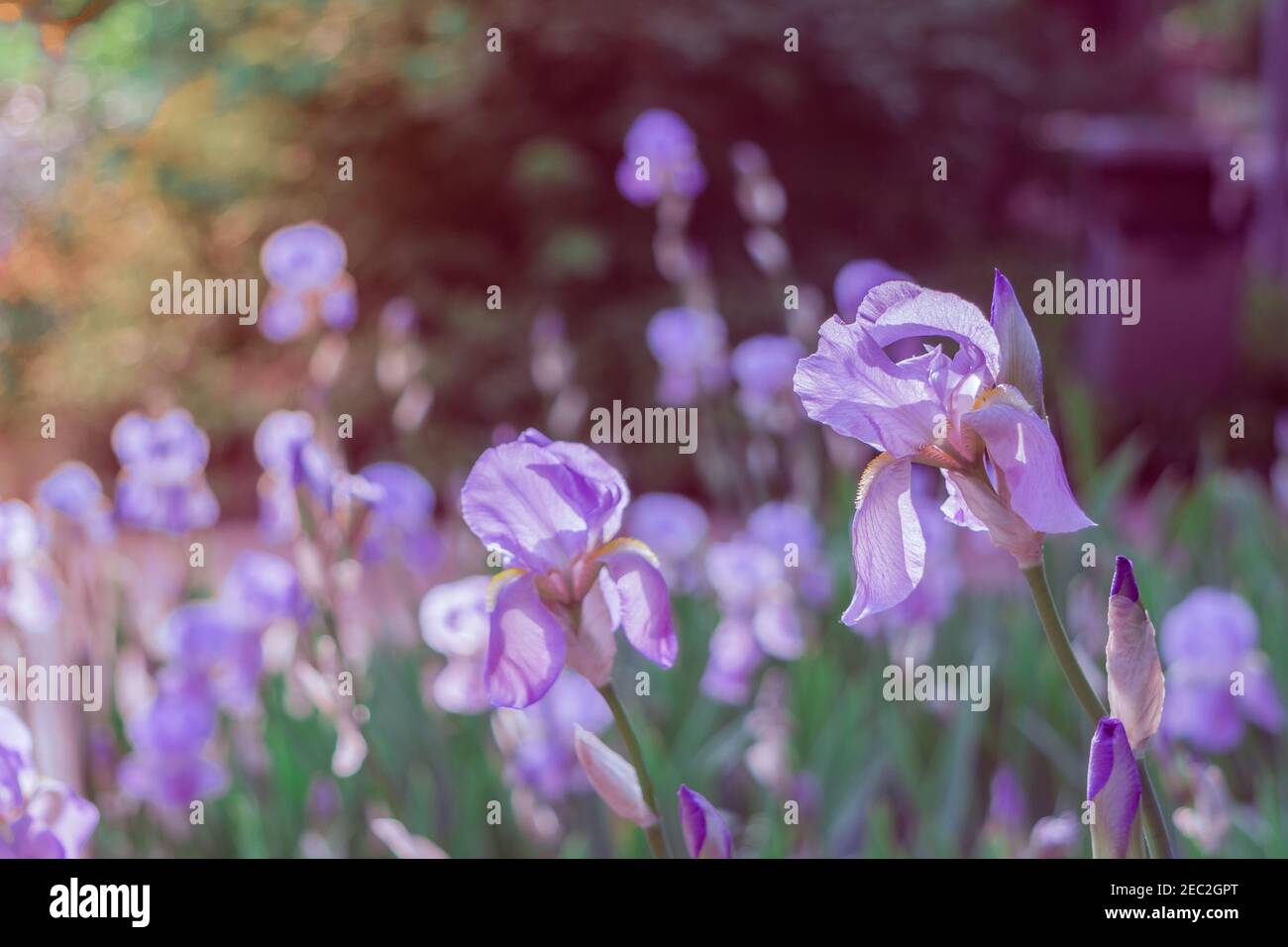 Violet, purple iris flowers closeup in garden background. Lot of irises ...
