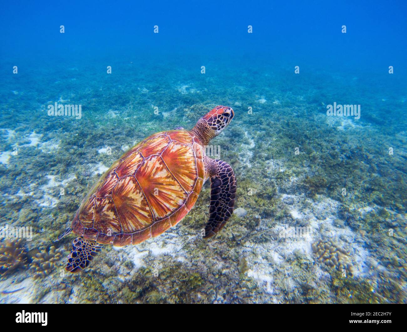 Sea turtle in blue water. Big green sea turtle closeup. Endangered ...