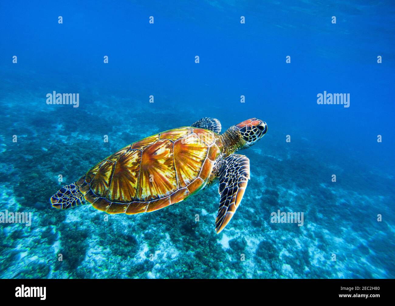 Sea turtle in deep blue seawater. Green sea turtle closeup. Tropical ...