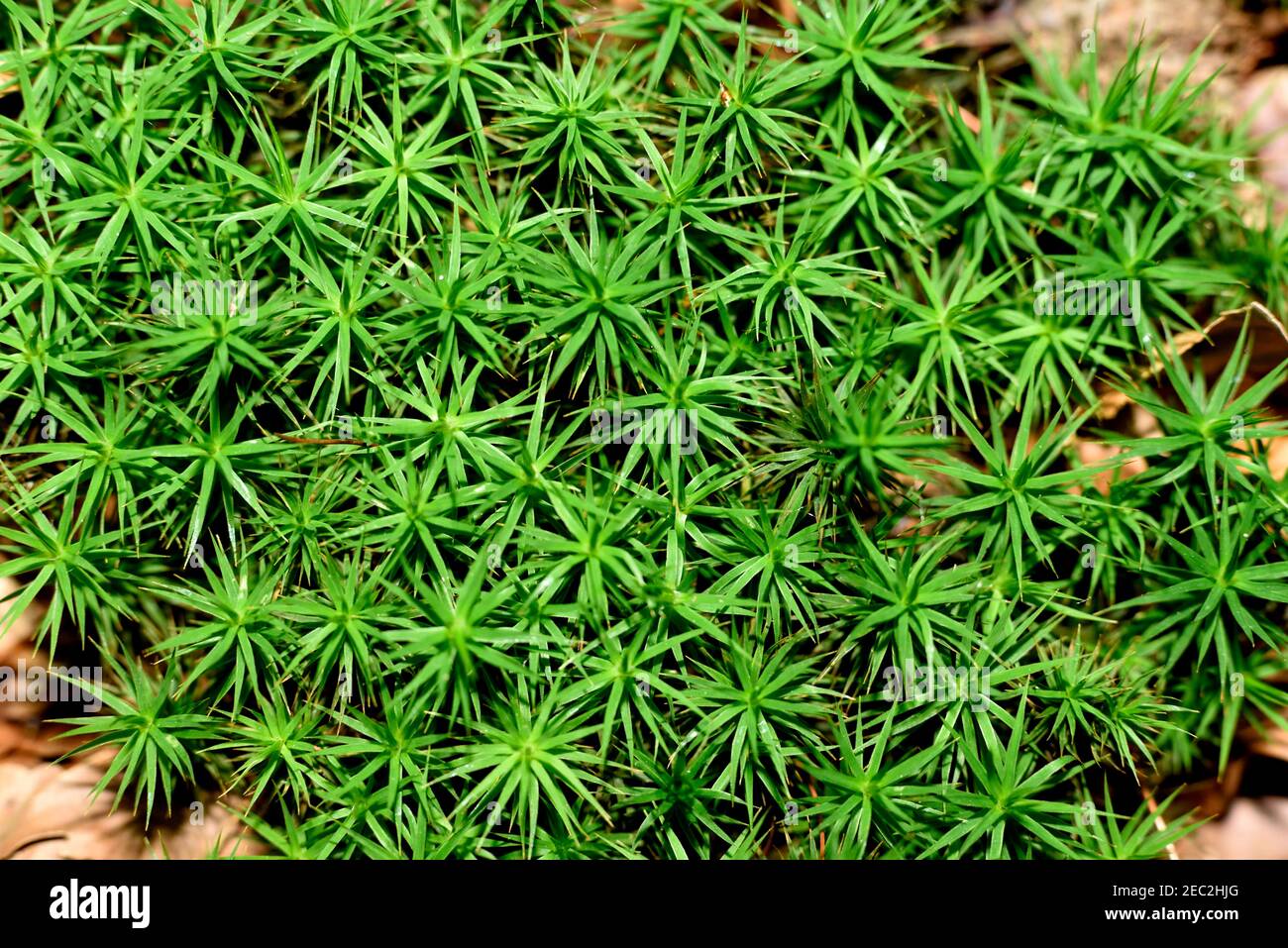 green moss in forest mulch enlarged Stock Photo - Alamy