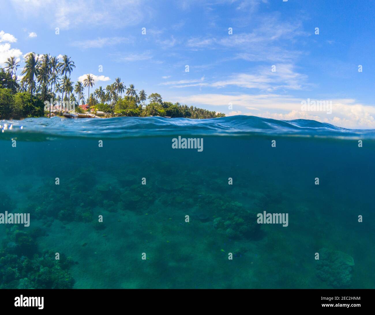 Coral reef border hi-res stock photography and images - Alamy