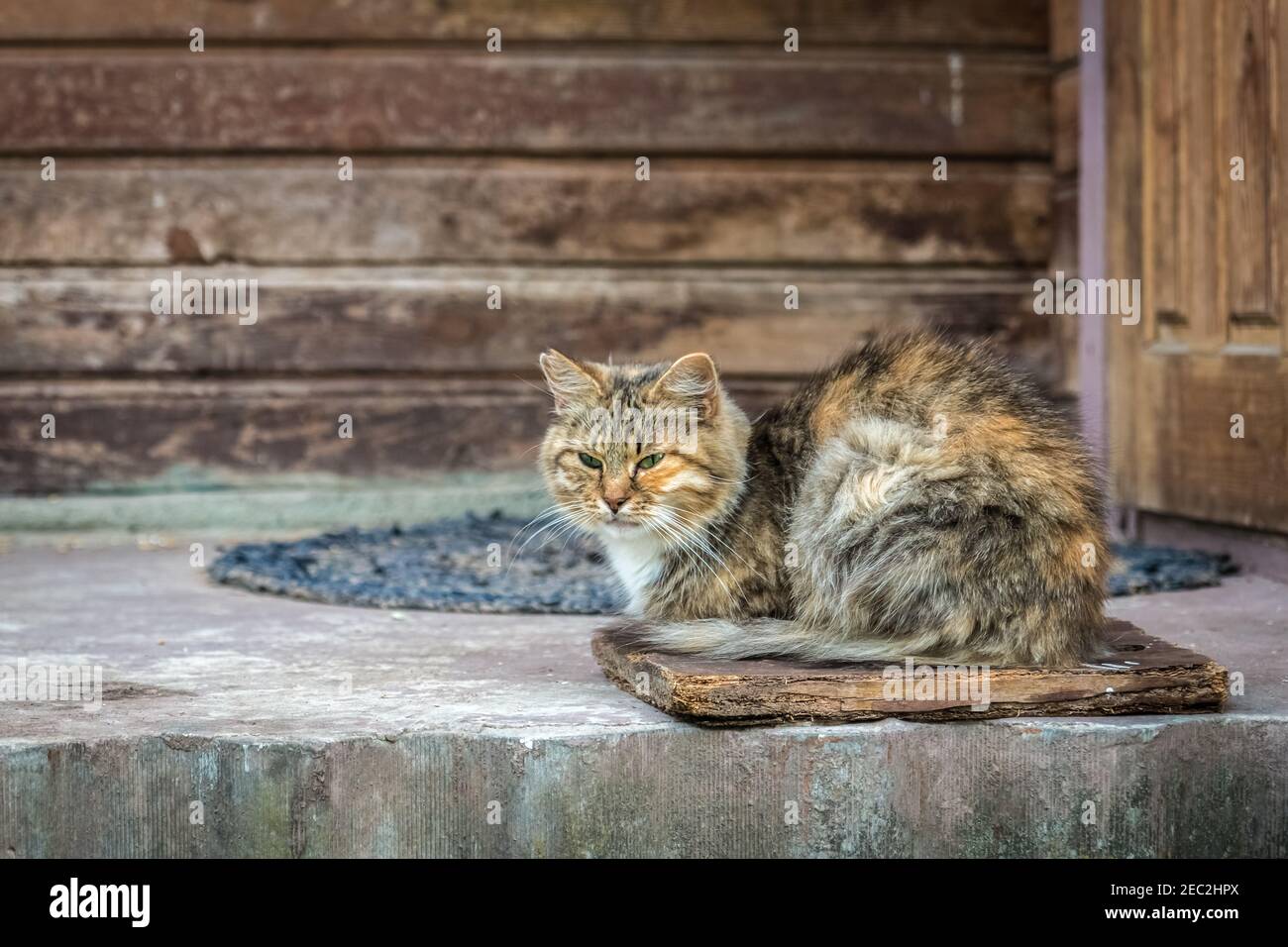 Striped ginger cat hi-res stock photography and images - Alamy