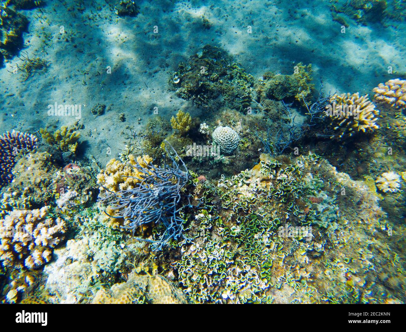 Tropical seashore underwater landscape. Coral reef diverse shapes ...