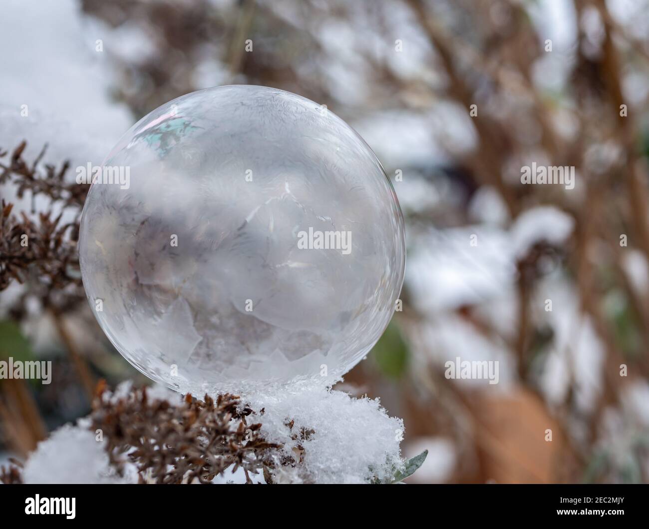 Soap bubble on branch of tree hi-res stock photography and images - Alamy