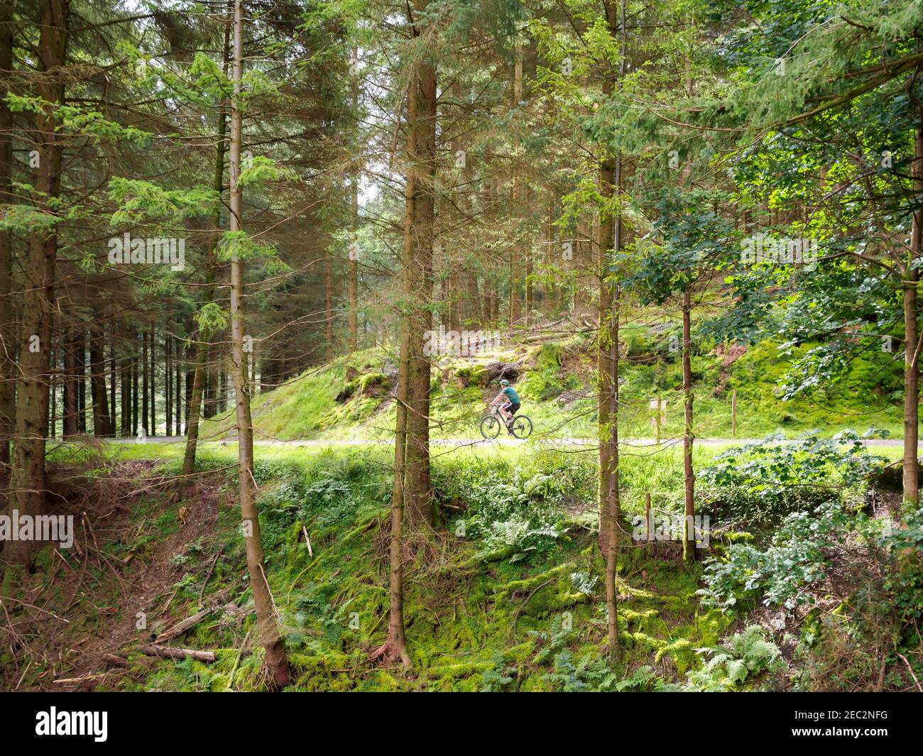 Whinlatter mountain forest hi-res stock photography and images - Alamy