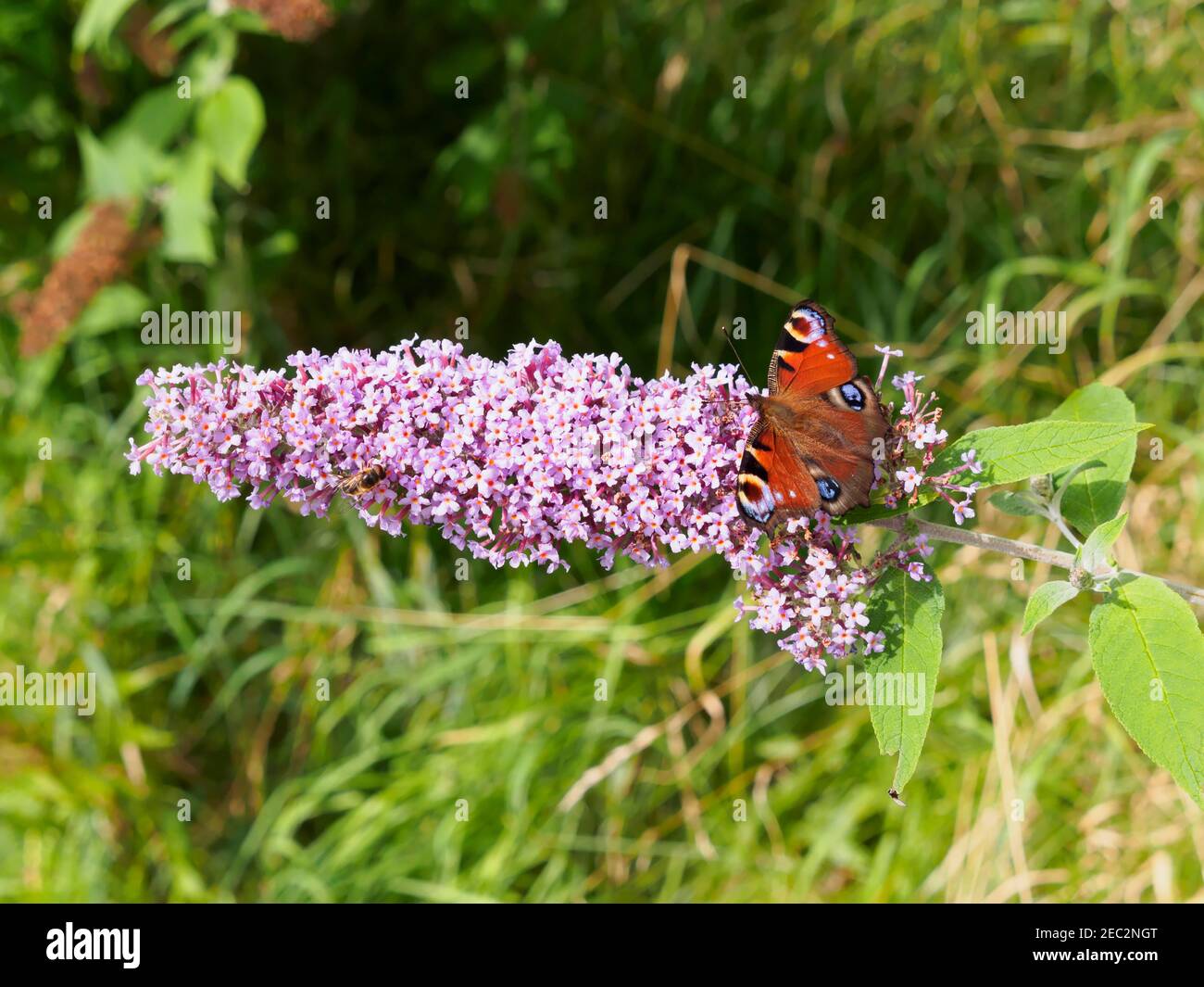 Peacock butterfly, European Peacock, Aglais io, on Buddleia davidii ...