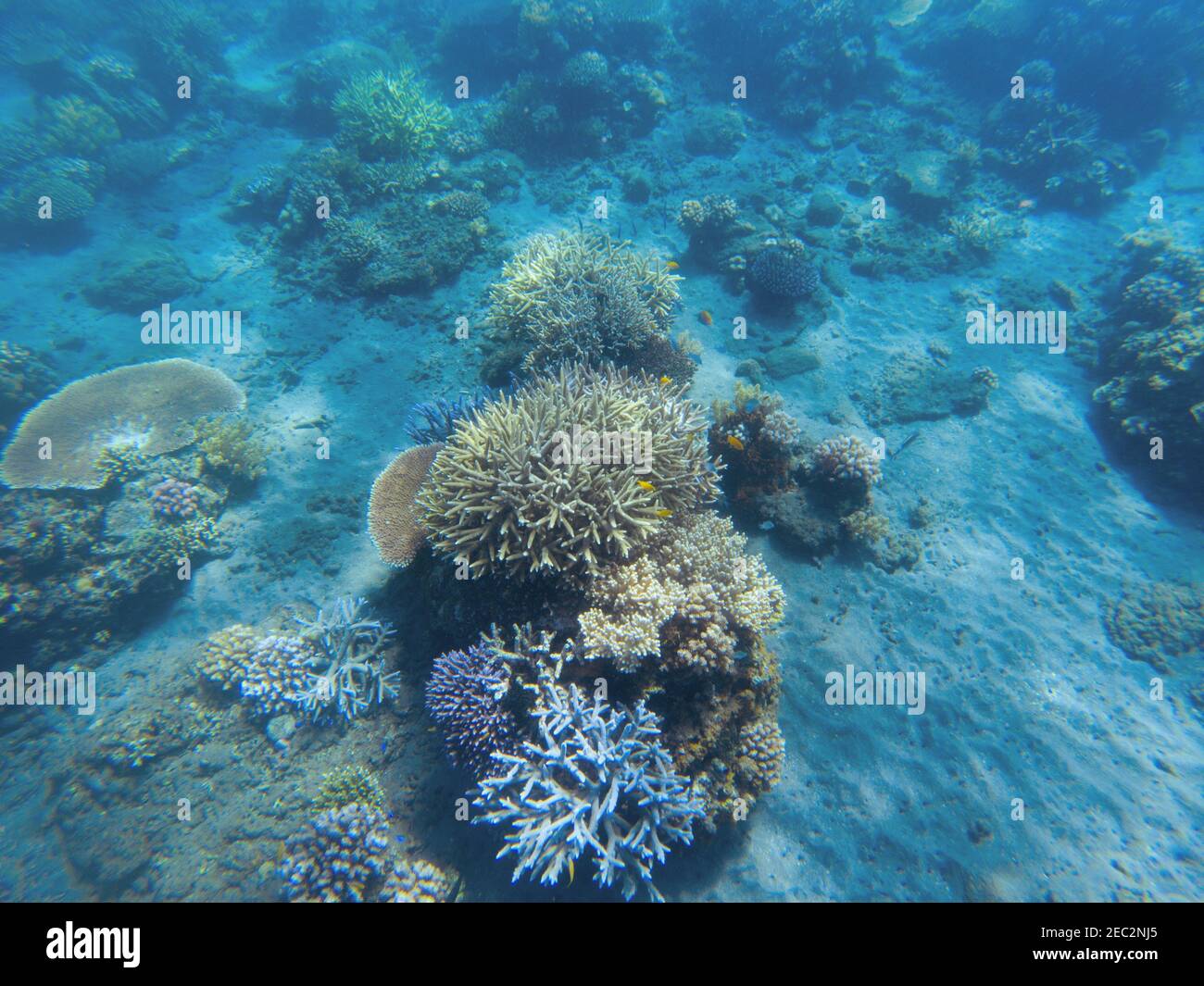 Tropical seashore underwater landscape. Coral reef in blue water ...