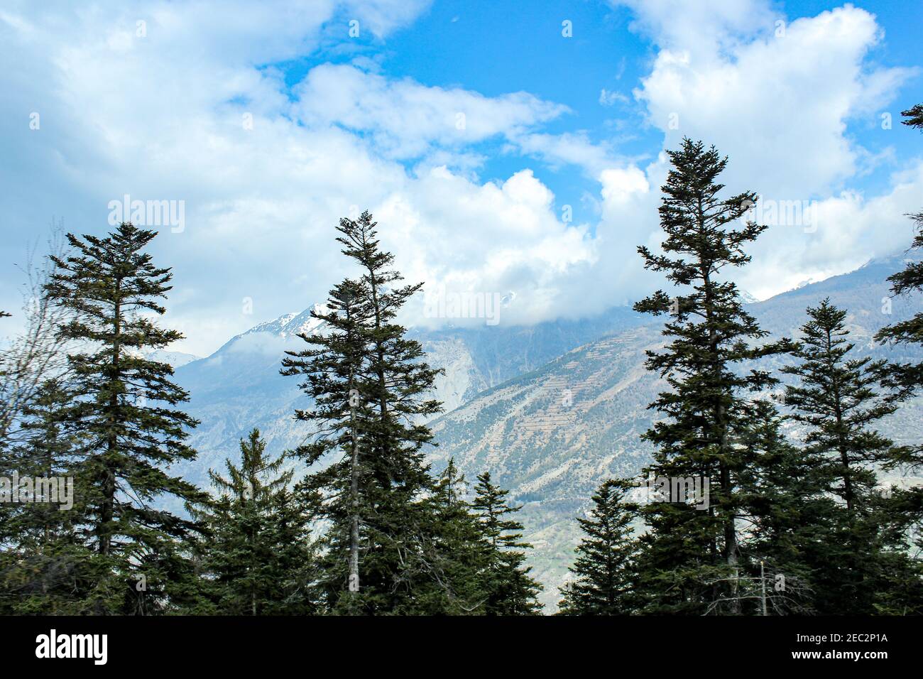 Closeup of fir-trees in the forest facing picturesque mountains under ...