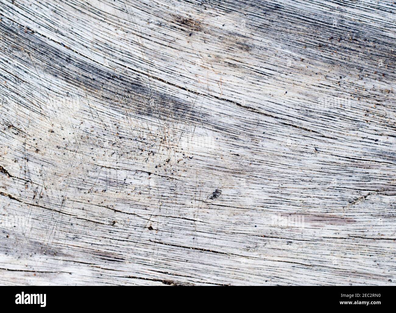 Salted sea wood texture. Gray timber board with weathered crack lines ...