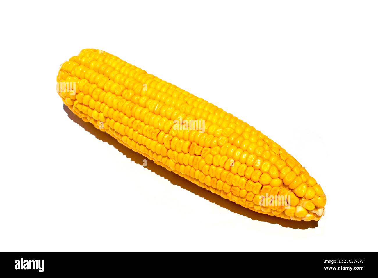 Yellow corn on white background. Sweet yellow corn isolated studio ...