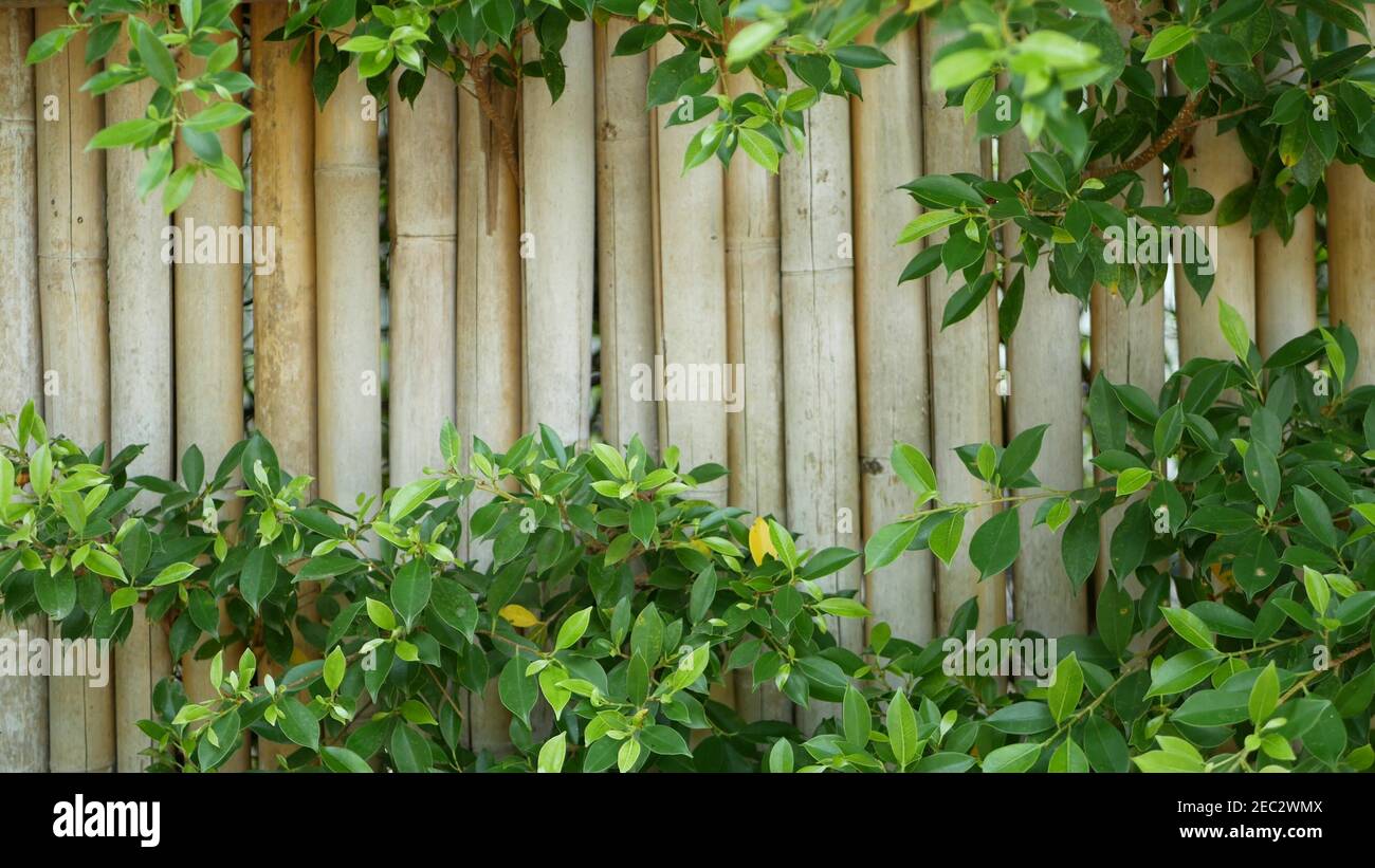 Bamboo fence surrounded lush vegetation hi-res stock photography and ...
