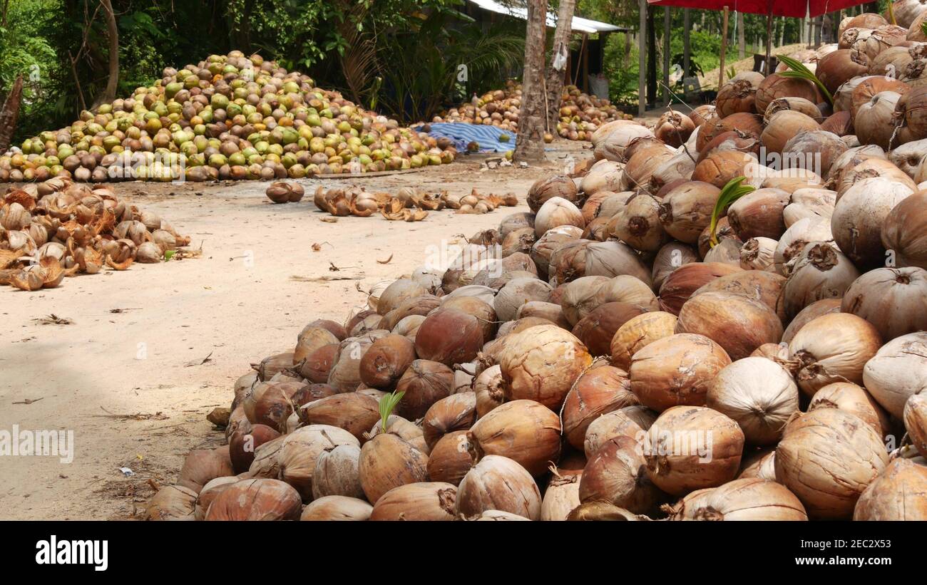 Coconut farm with big coconut ready for production. Large piles of ripe ...