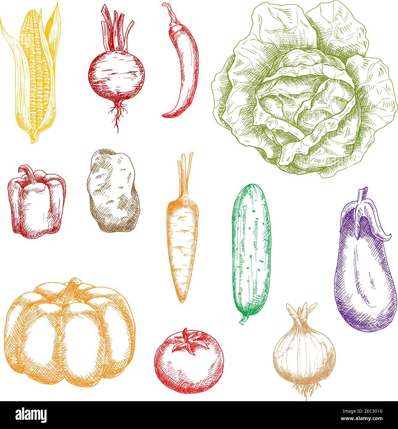 Autumnal ripe vegetables colored sketch icons for organic farming ...