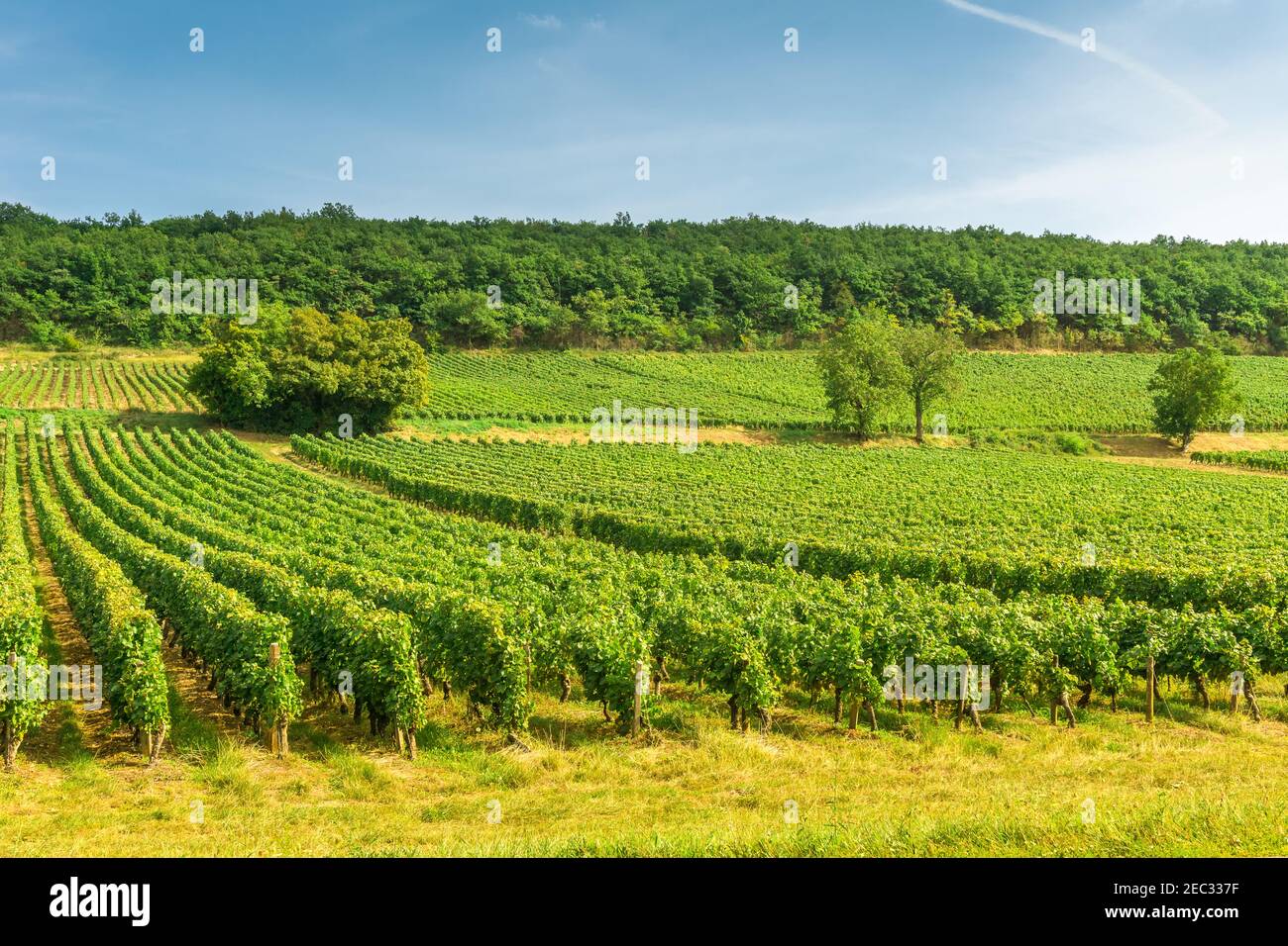 Bourgogne vineyard hi-res stock photography and images - Alamy