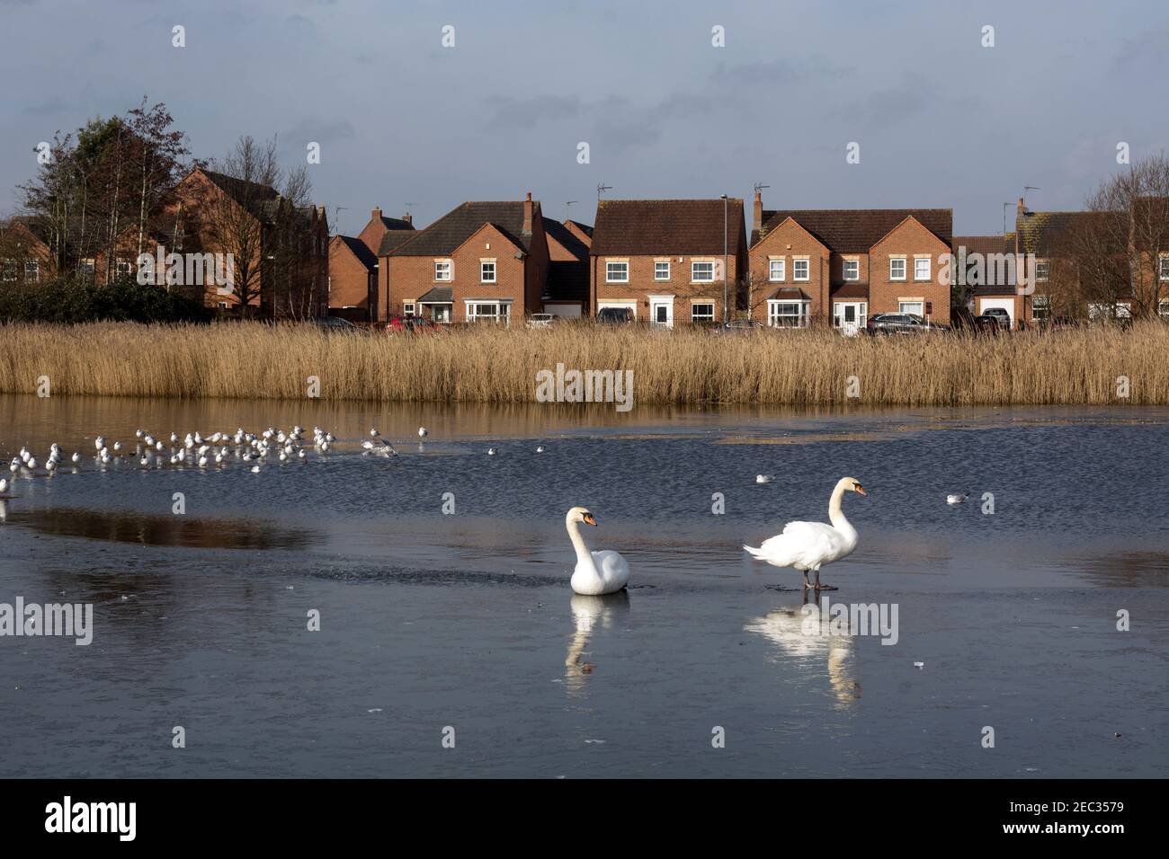 Pool farm hi-res stock photography and images - Alamy