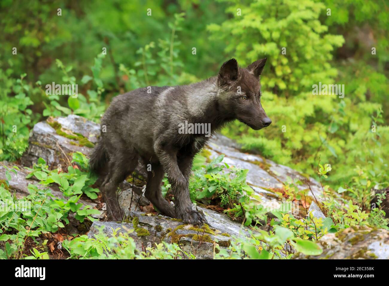 Gray wolf pup, Canis lupus Stock Photo - Alamy