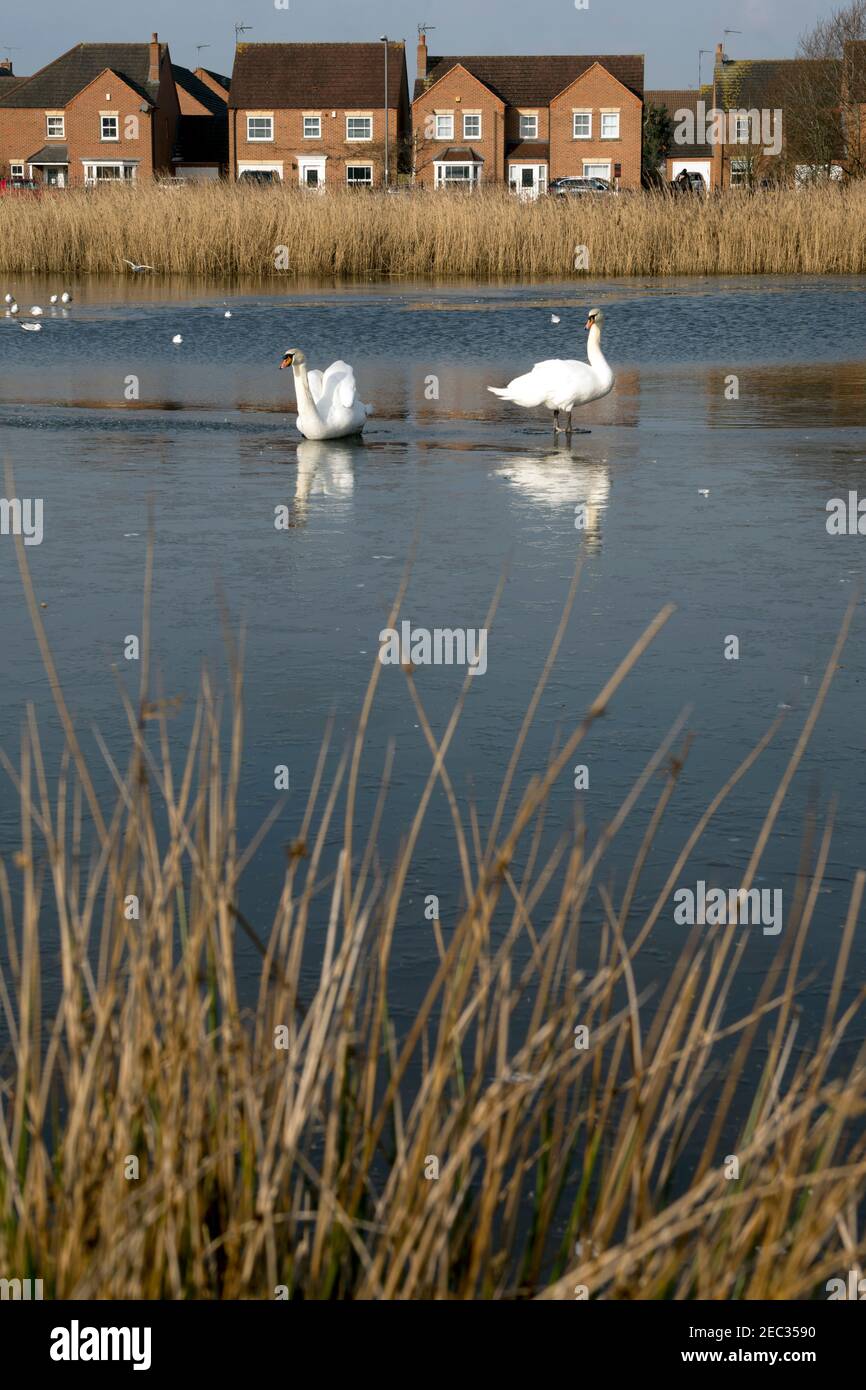 Gog brook farm hi-res stock photography and images - Alamy