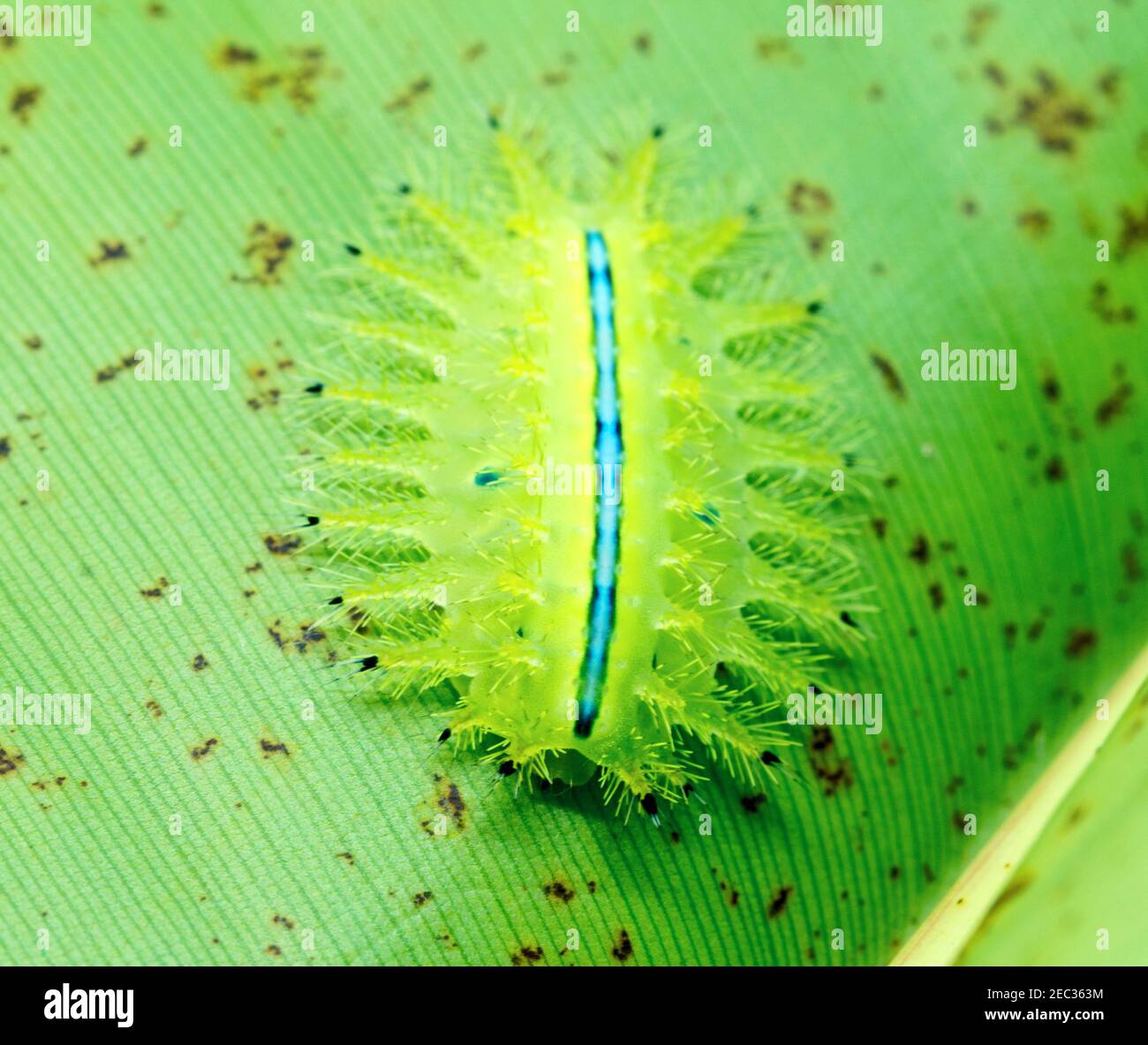Macrophoto butterfly hi-res stock photography and images - Alamy