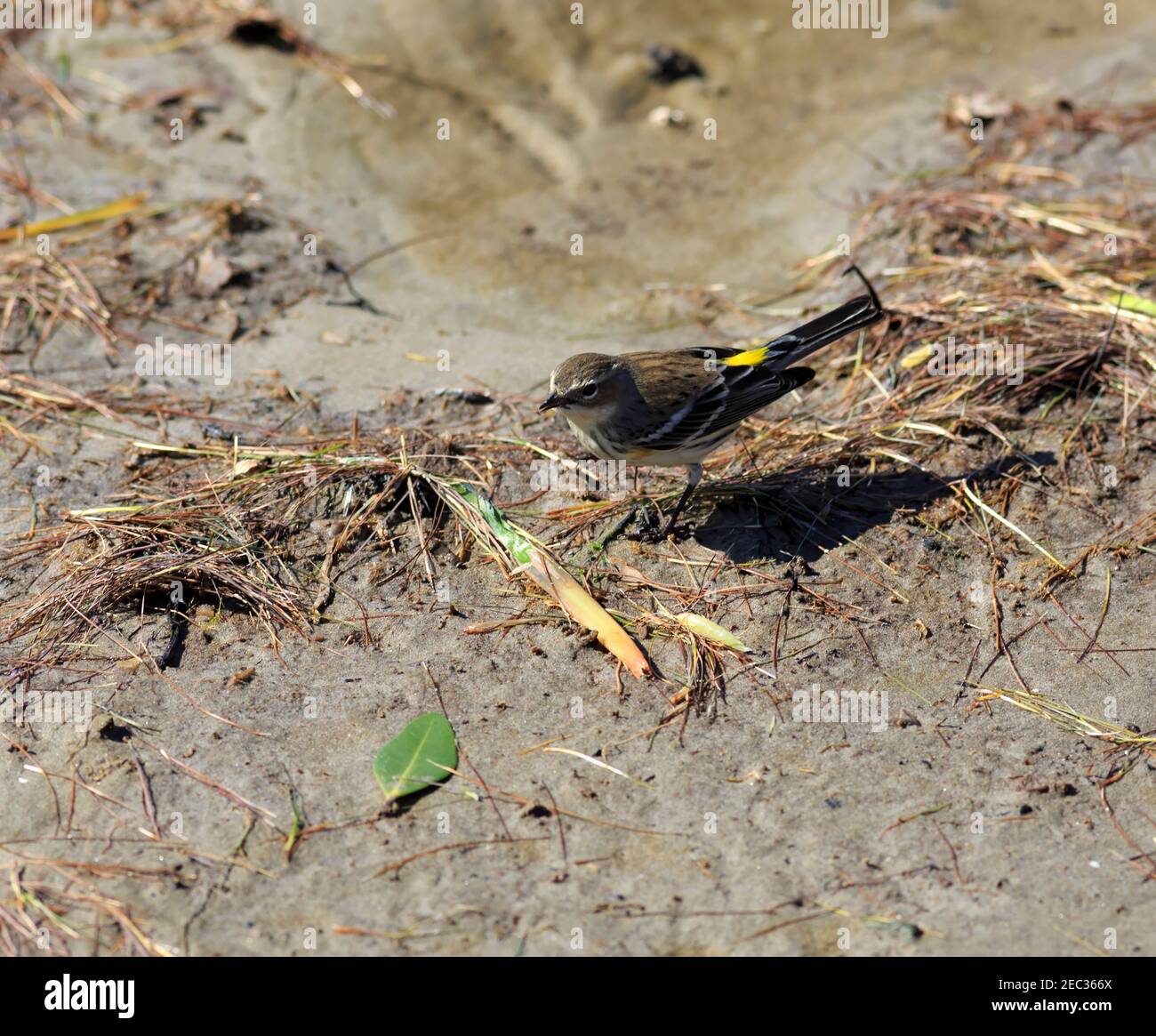 Setophaga coronata coronata hi-res stock photography and images - Alamy