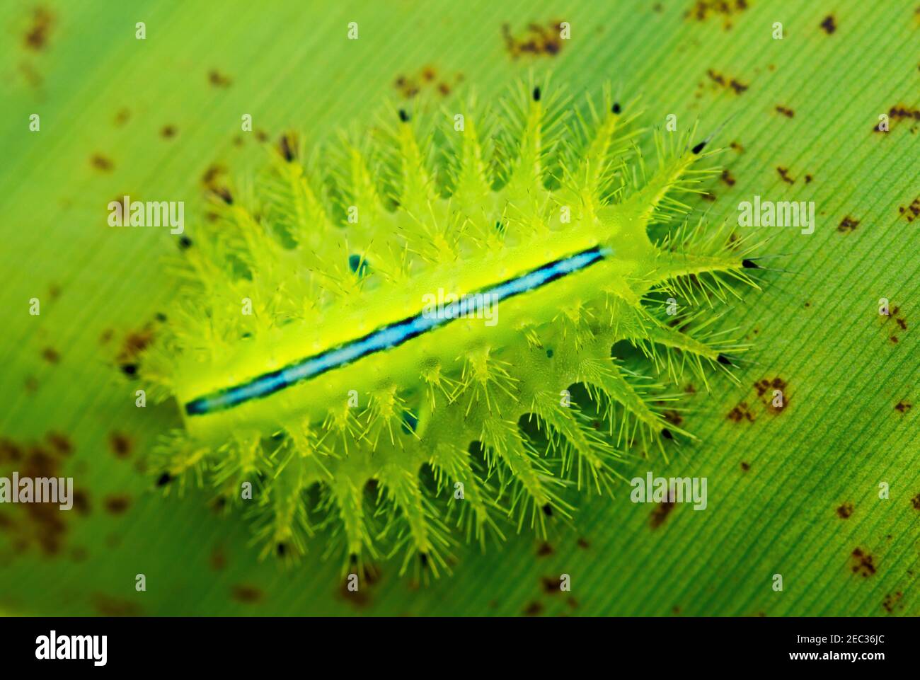Green caterpillar on tropical leaf. Macro photo of slug caterpillar ...