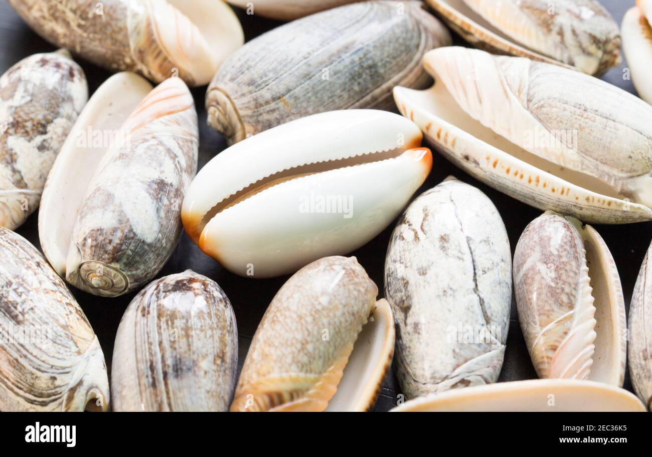 White cowrie shell photo texture. Seashells flat lay background. Pale ...