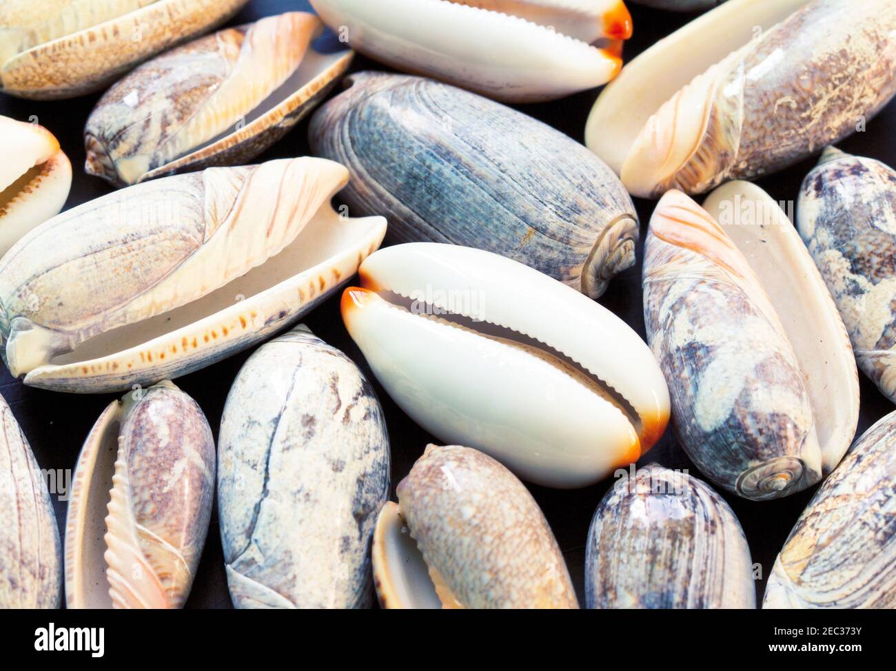 Pale grey sea shells background. Cowrie shells closeup. Sea shells ...