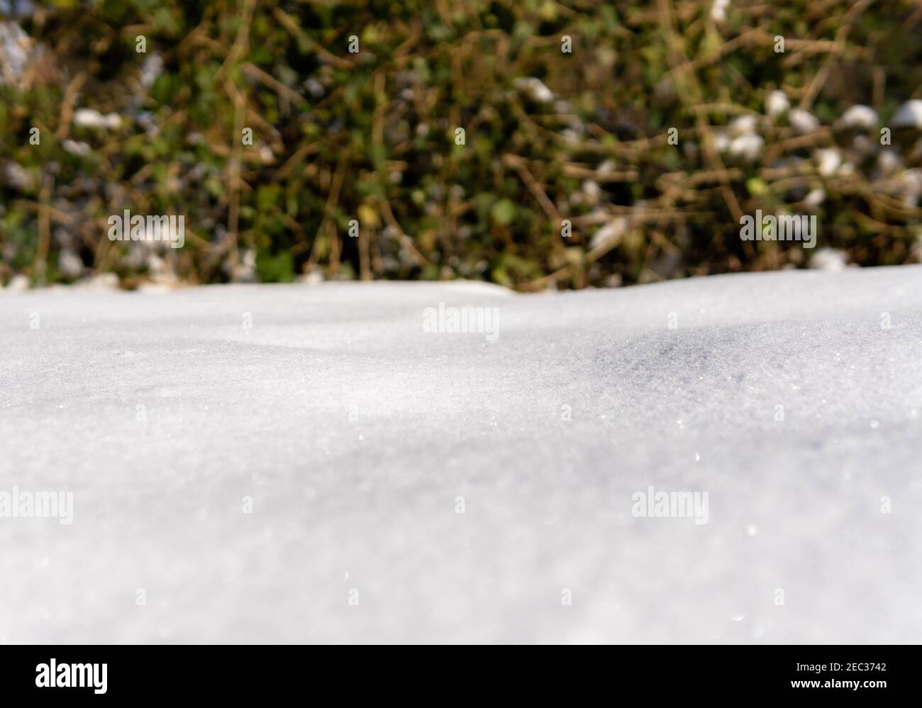snow background surface plain pure winter green background Stock Photo ...