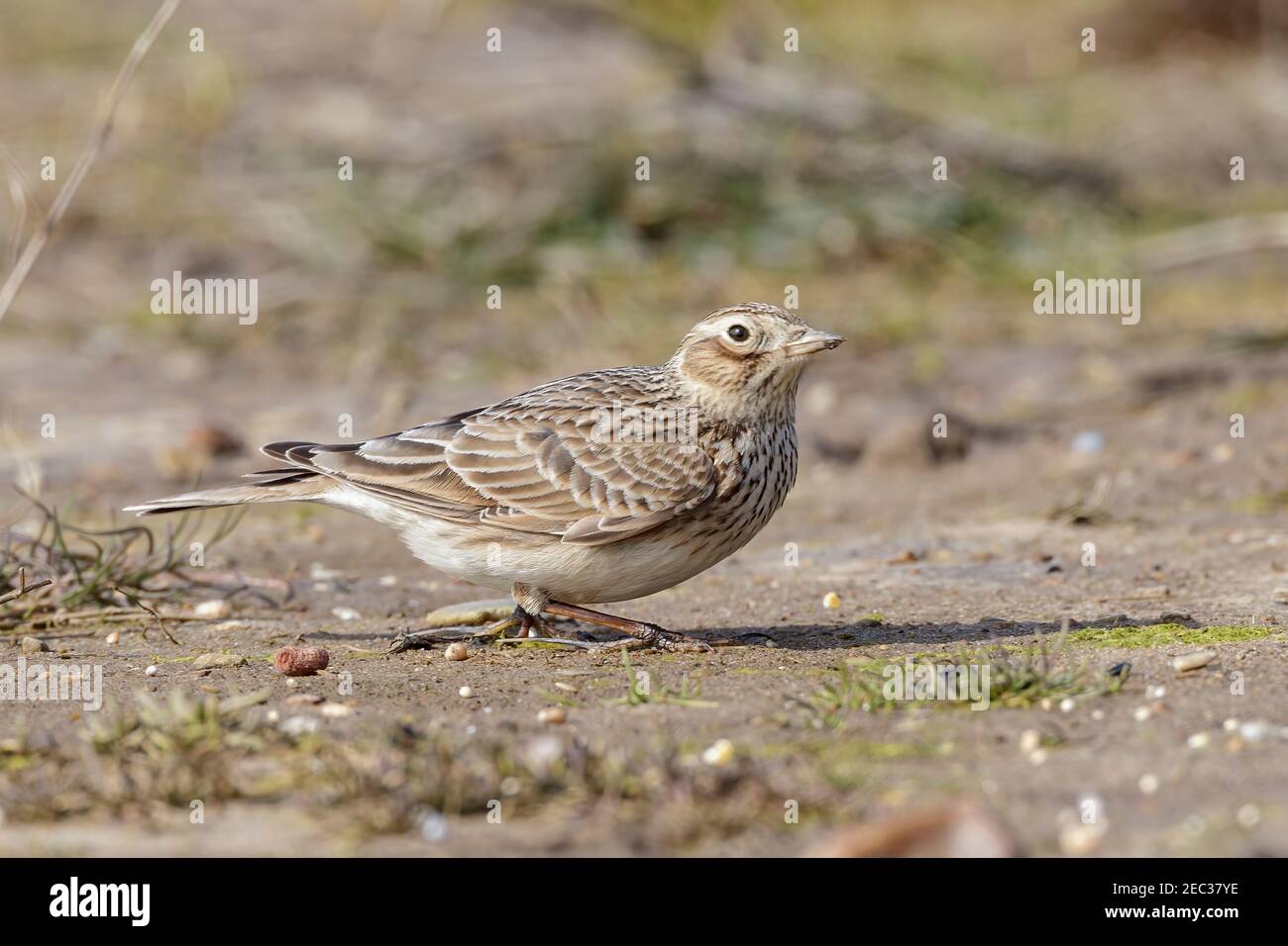 Eurasian skylarks hi-res stock photography and images - Alamy