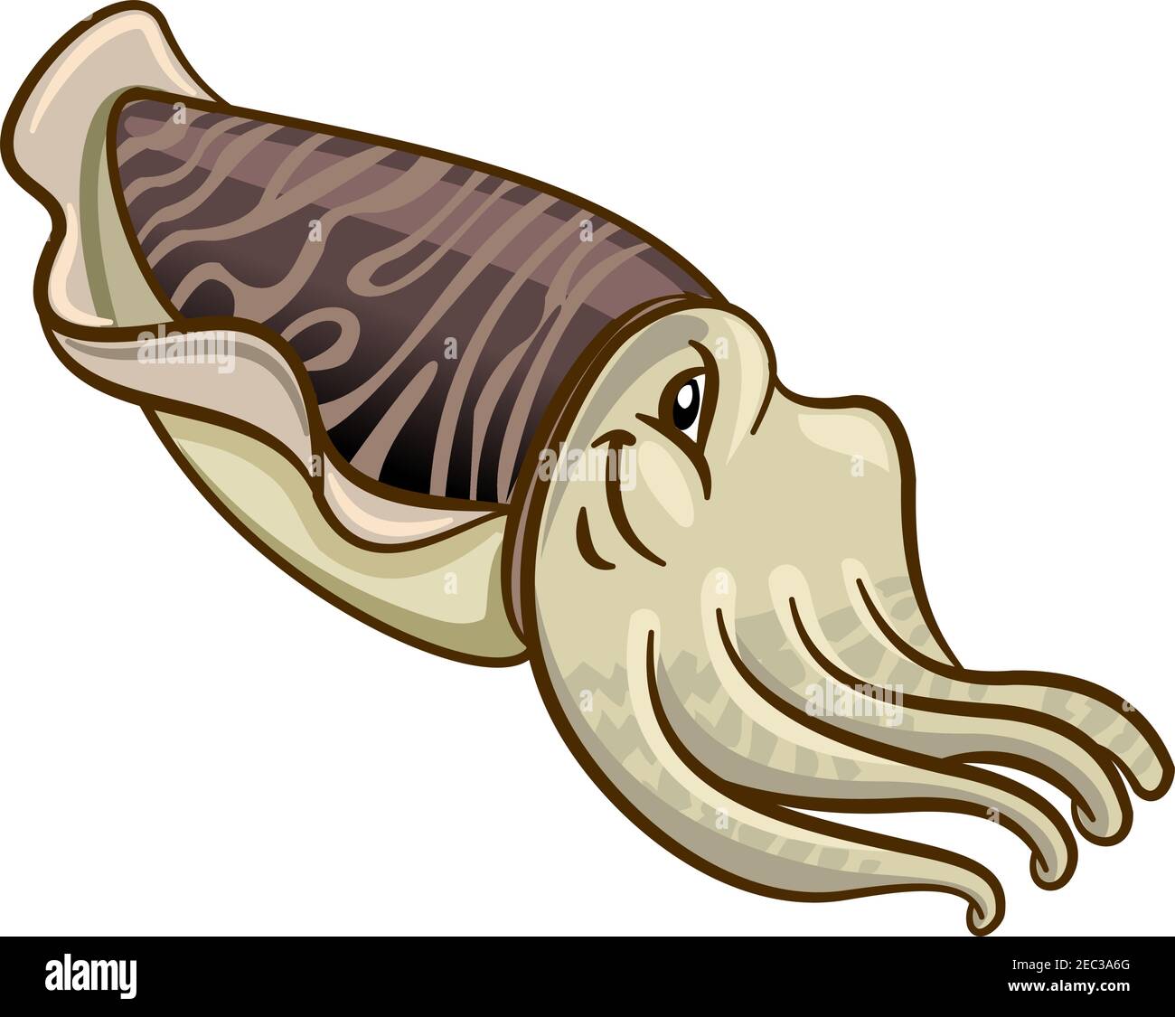 Long arm squid Stock Vector Images - Alamy