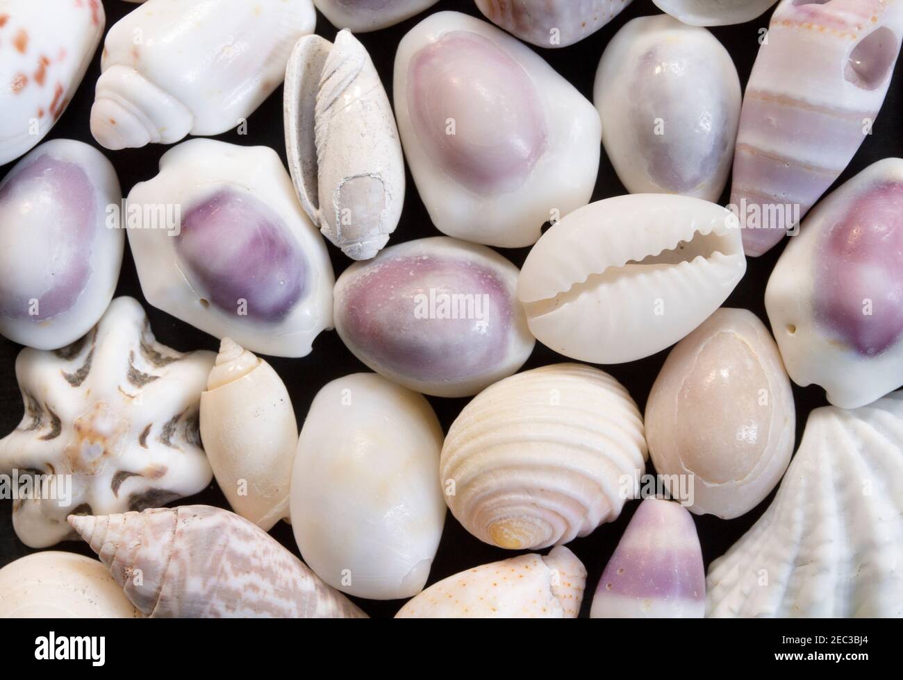 Pale violet sea shells background. Small shells closeup. Sea shell ...