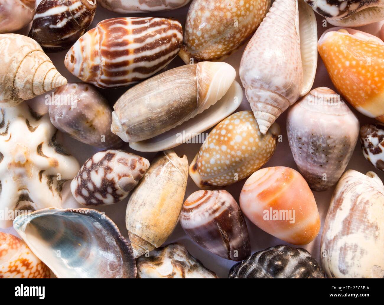 Diverse sea shells background. Small shells closeup. Sea shell banner ...