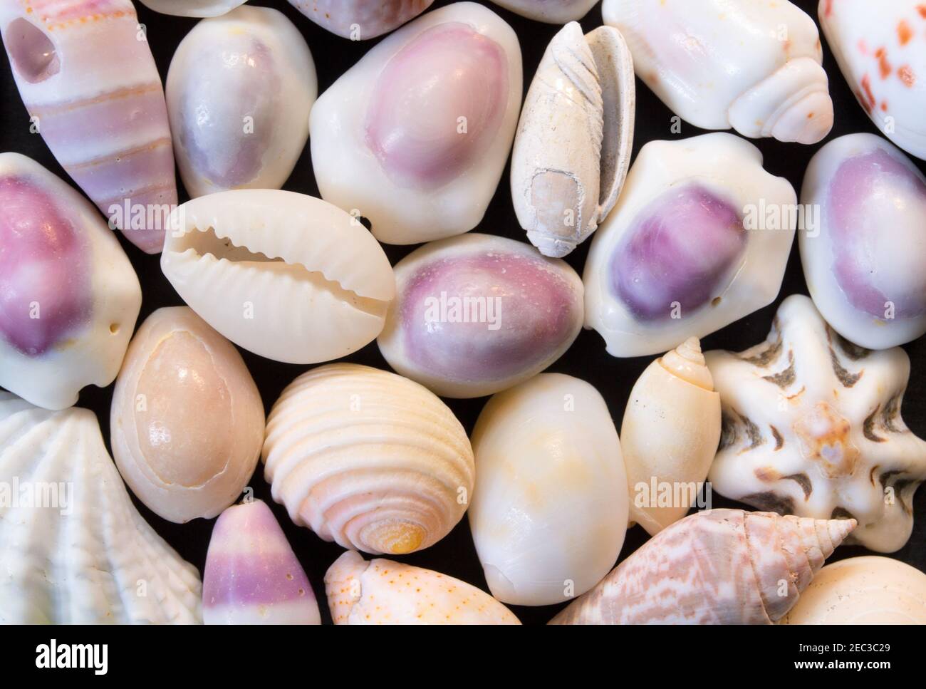 Pastel white sea shells background. Small shells closeup. Sea shell ...