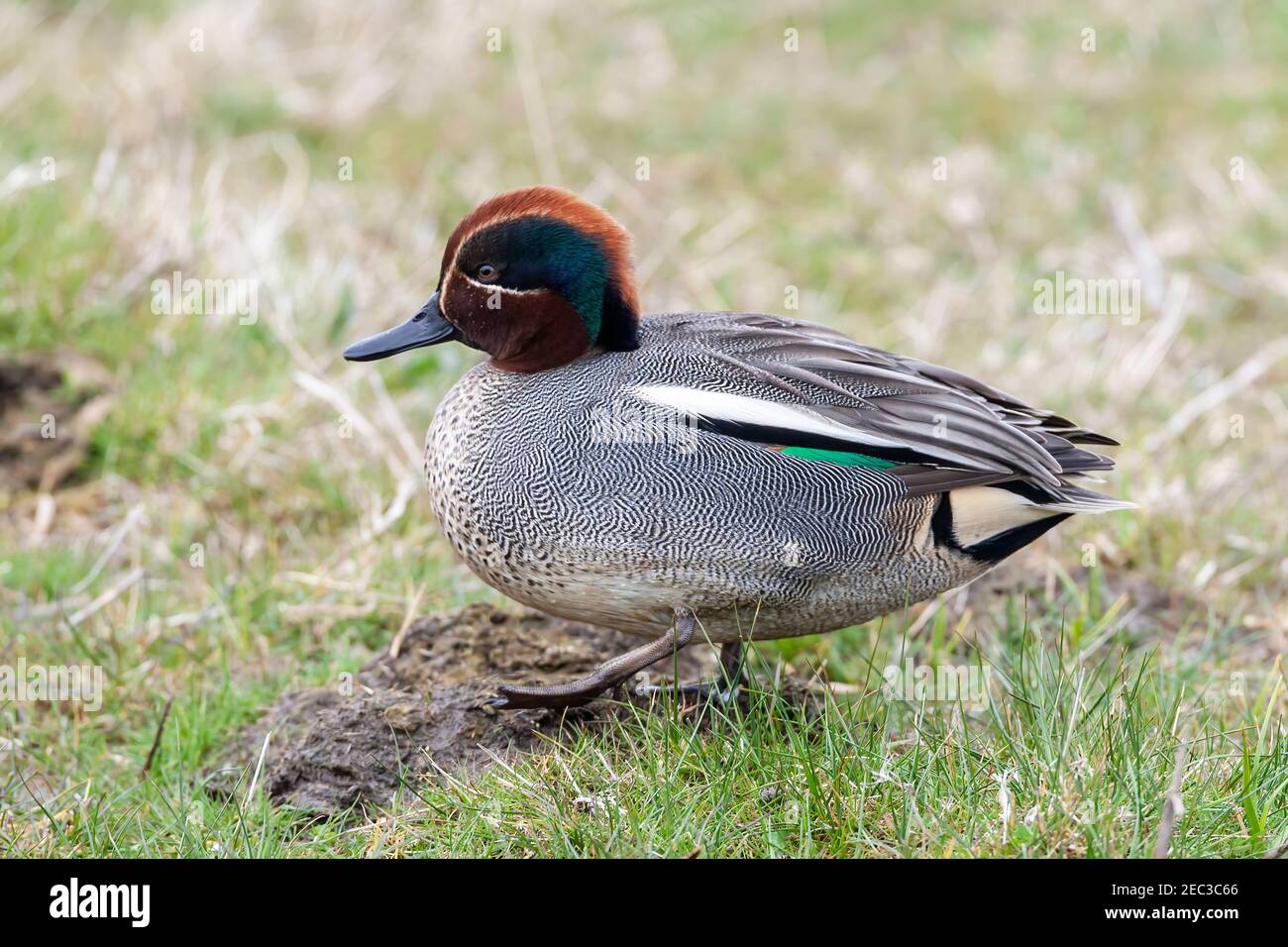 Conservation duck pond norfolk hi-res stock photography and images - Alamy
