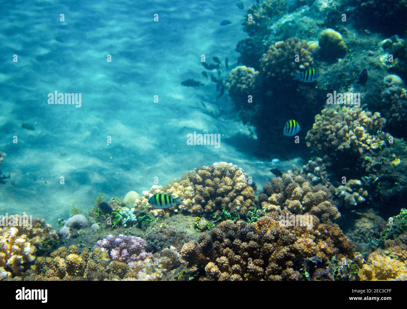 Sea fish school in coral reef. Tropical seashore inhabitants underwater ...