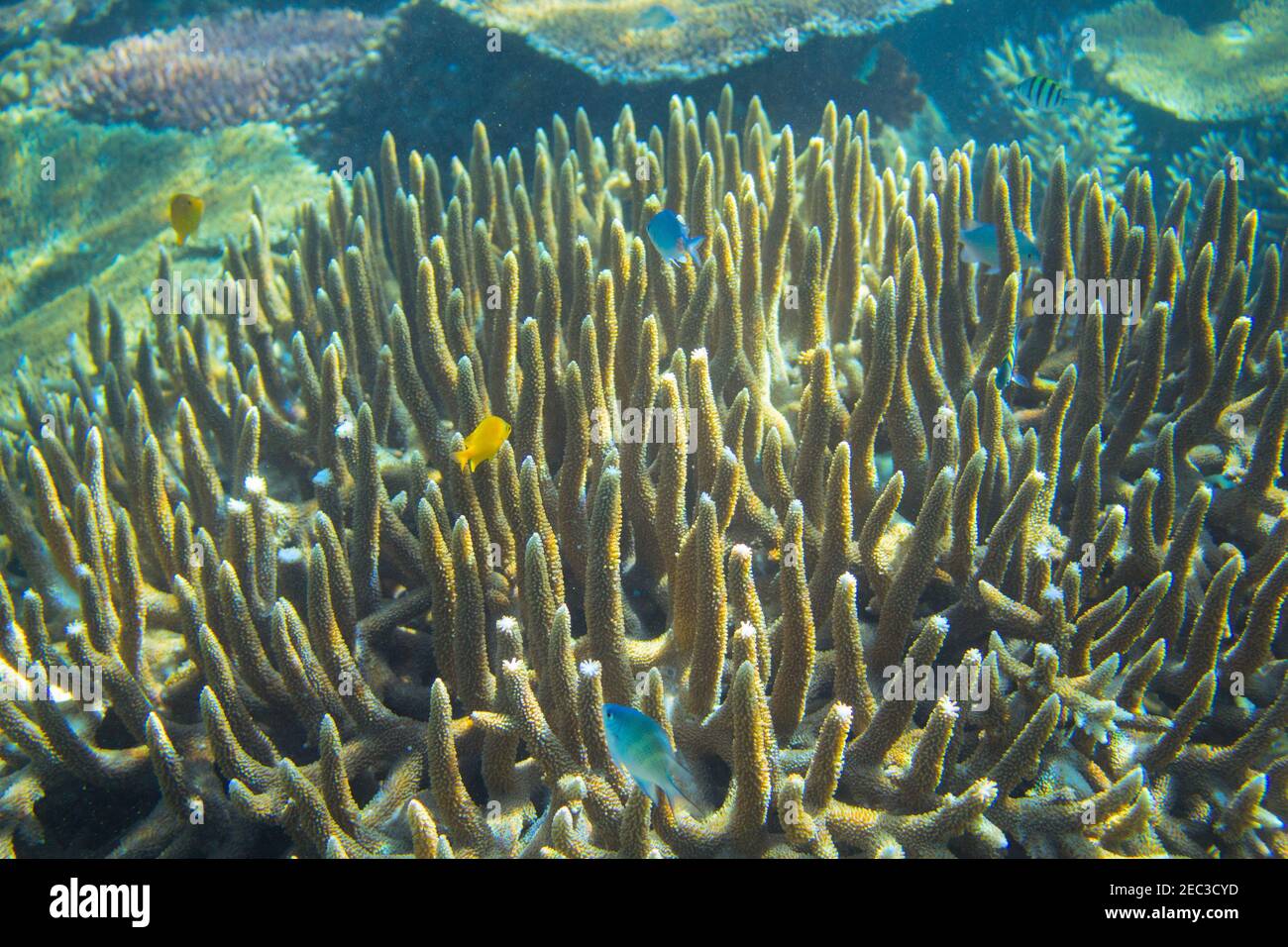 Blue and yellow fish in coral reef. Tropical seashore inhabitants ...