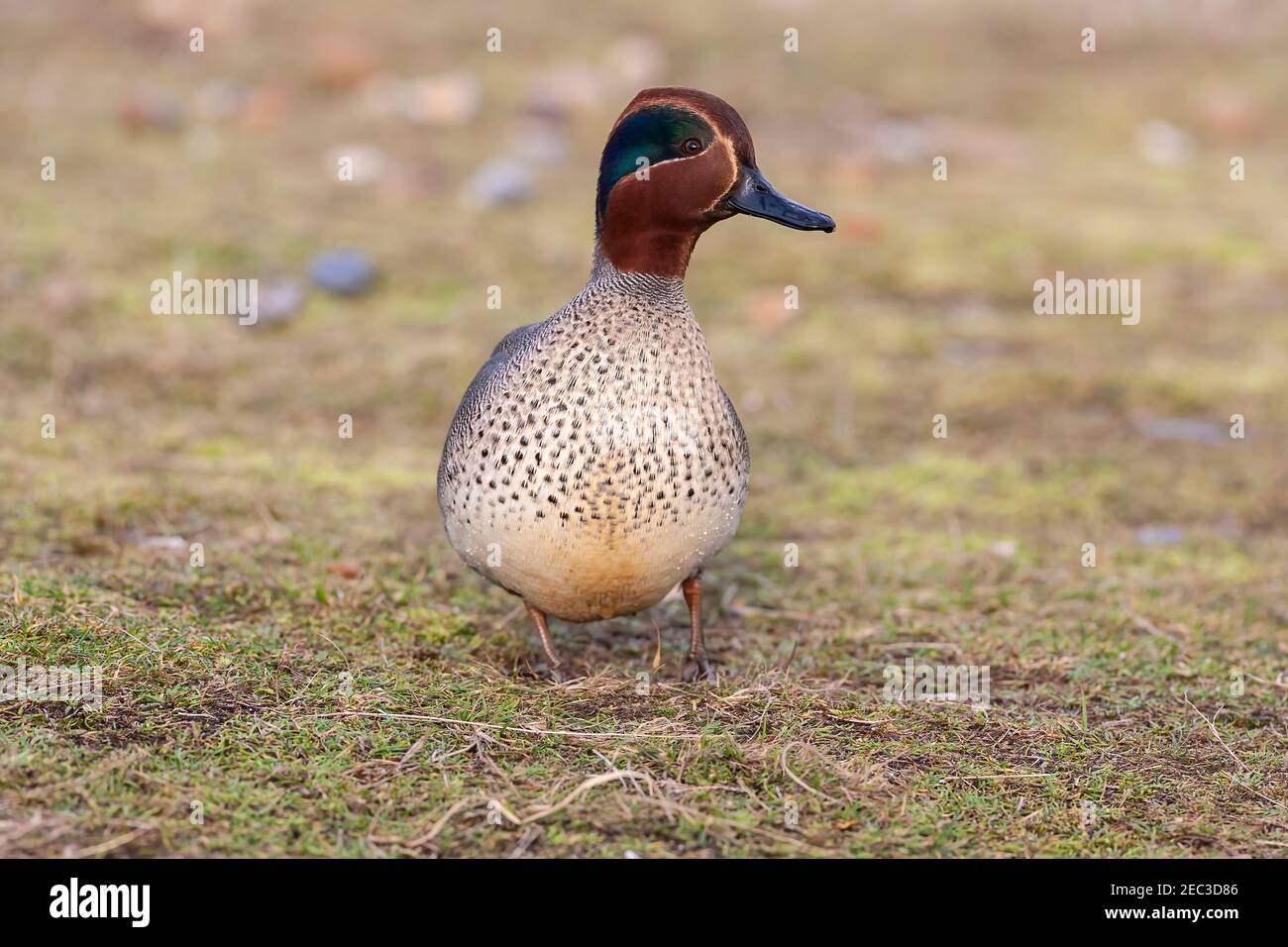 Conservation duck pond norfolk hi-res stock photography and images - Alamy