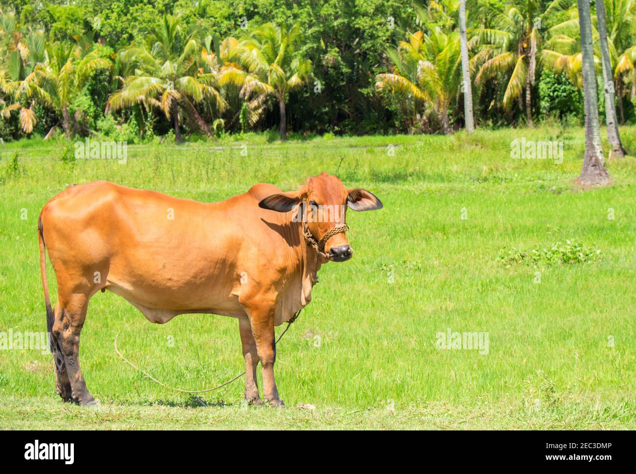 Red cow on green grass. Young red cow in the meadow. Tropical landscape ...