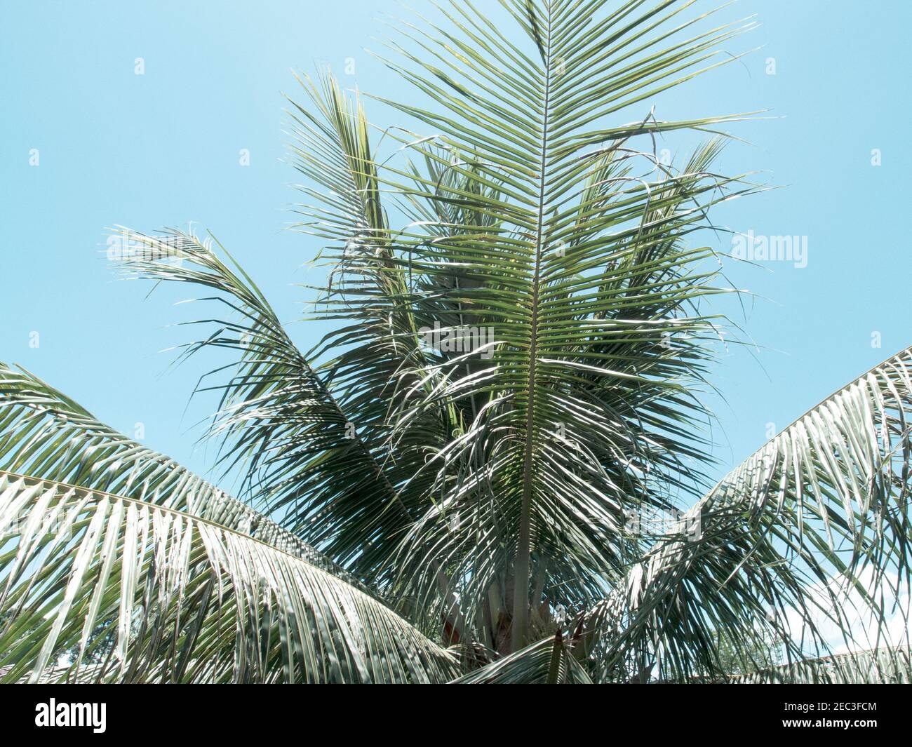 Palm tree leaves on sky background. Coco palm tree vintage toned photo ...
