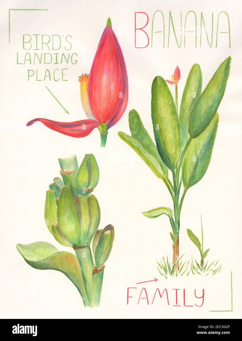 Banana Tree Flower Drawing Banana Flower Images | Free Photos, PNG