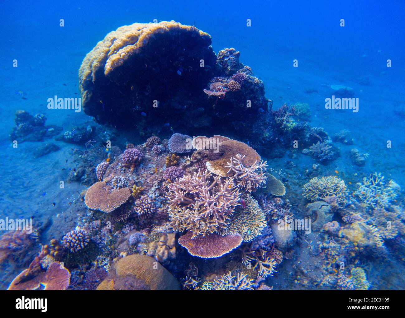 Big round coral in tropical seashore. Undersea landscape photo. Fauna ...