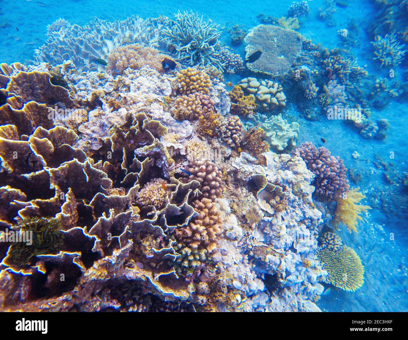 Diverse marine fauna hi-res stock photography and images - Alamy