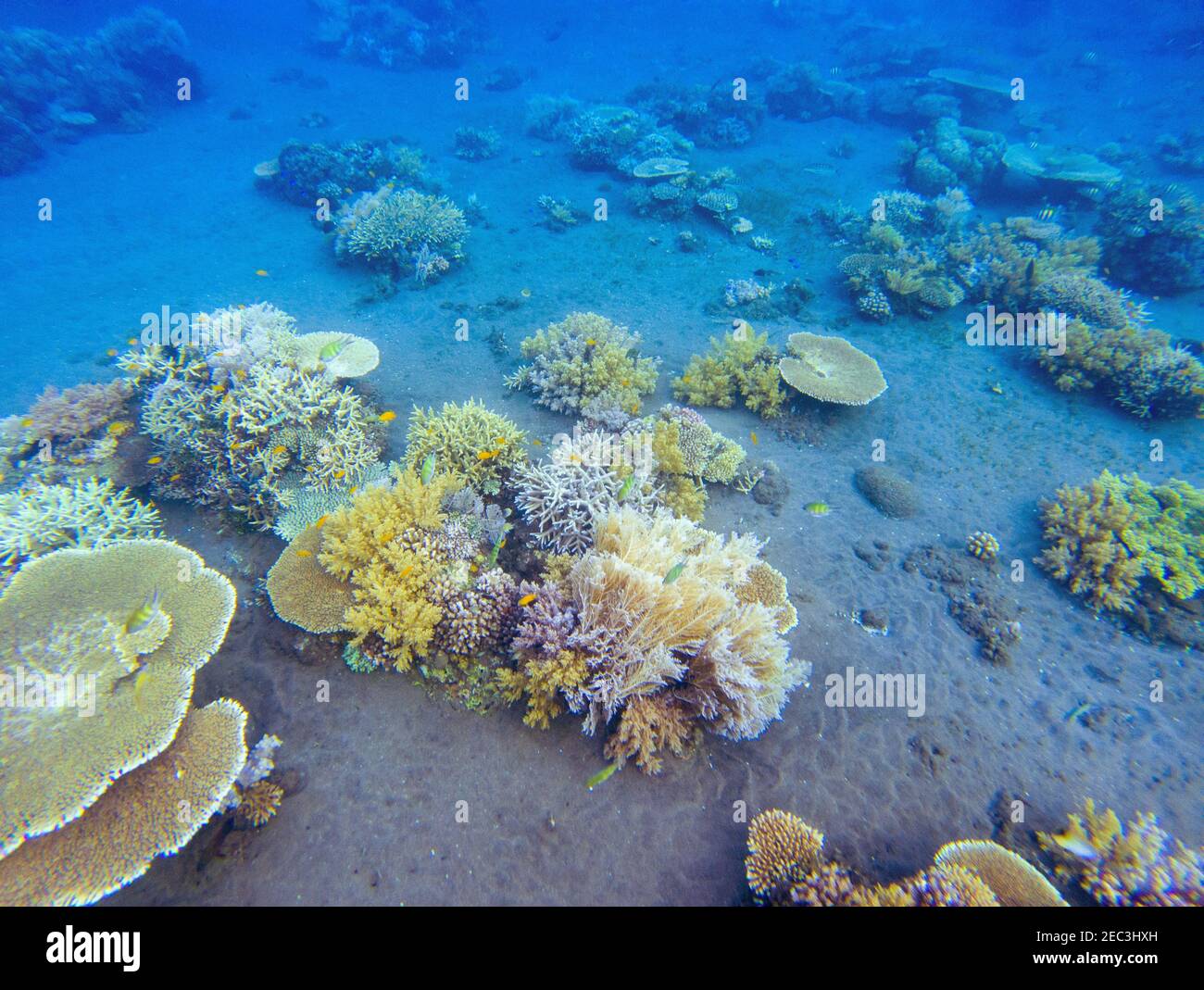 Coral relief in tropical seashore bottom. Undersea landscape photo ...