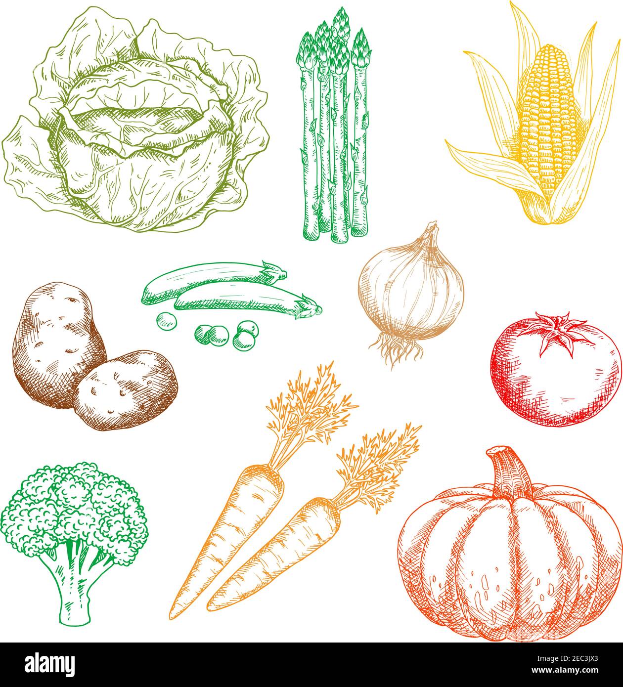 Carrots sweet corn Stock Vector Images - Alamy