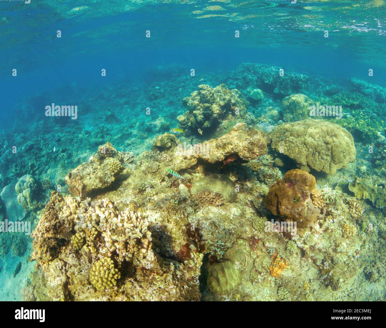 Diverse coral shapes hi-res stock photography and images - Alamy